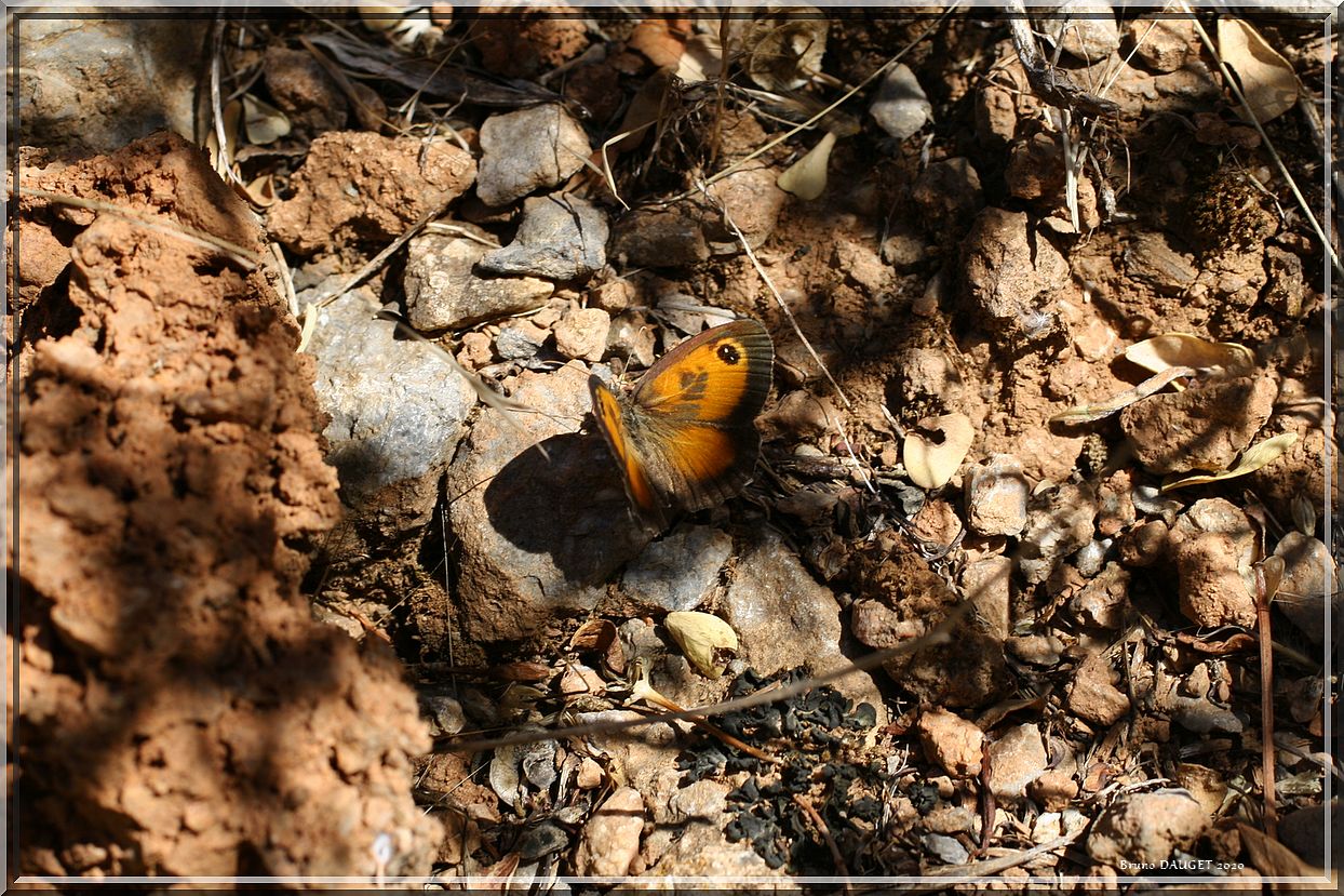 Ocellé de la Canche (Pyronia cecilia)