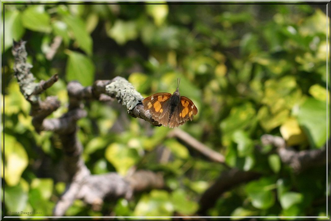 Echancré (Libythea celtis)